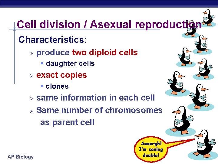 The Cell Cycle and Cancer AP Biology Functions