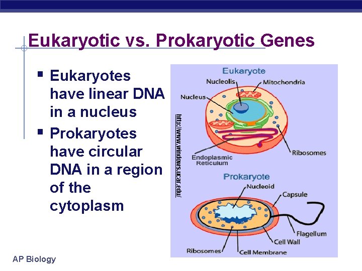The Cell Cycle and Cancer AP Biology Functions