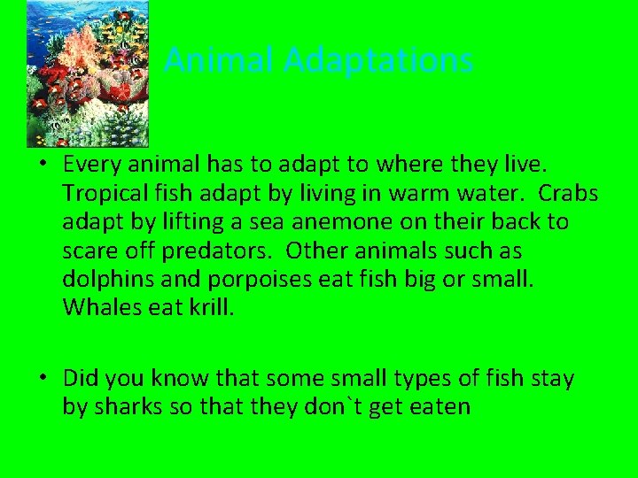 Coral Reefs By Savannah Andrews Types of animals