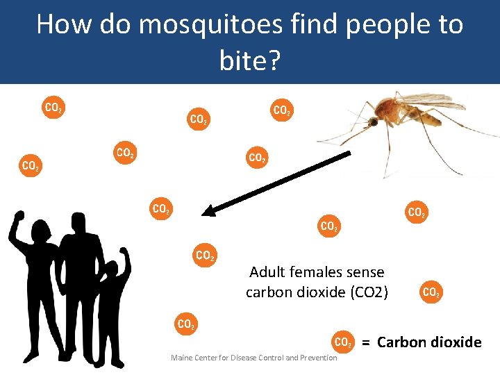 Fight the Bite Maine Center for Disease Control