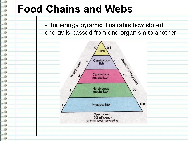 Food Chains and Webs producers plants and photosynthetic