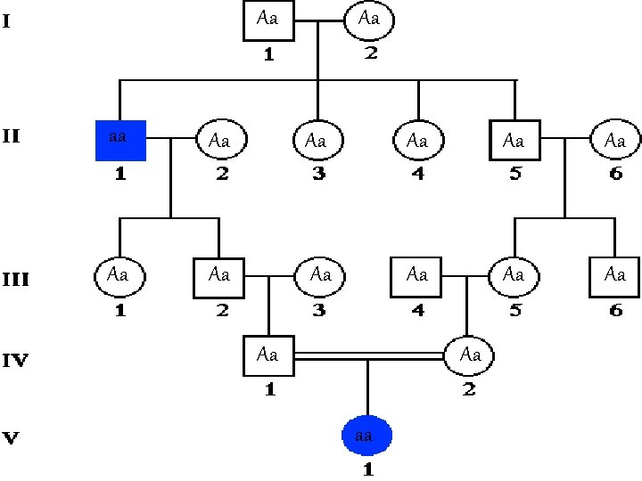 Pedigree Analysis Biology 103 The key g n