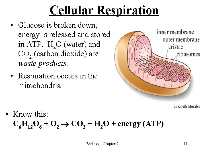 Reactions of Photosynthesis Biology Chapter 8 1 Cellular
