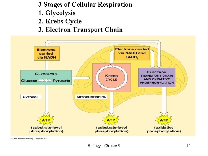 Reactions of Photosynthesis Biology Chapter 8 1 Cellular