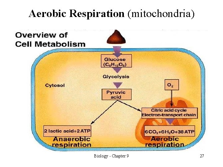 Reactions of Photosynthesis Biology Chapter 8 1 Cellular