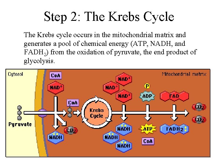 Reactions of Photosynthesis Biology Chapter 8 1 Cellular