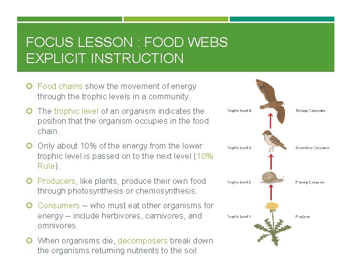 FOCUS LESSON FOOD WEBS INTRODUCTION The energy pyramid