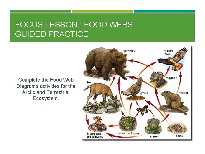 FOCUS LESSON FOOD WEBS INTRODUCTION The energy pyramid
