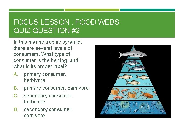 FOCUS LESSON FOOD WEBS INTRODUCTION The energy pyramid