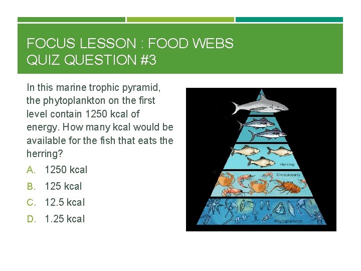 FOCUS LESSON FOOD WEBS INTRODUCTION The energy pyramid