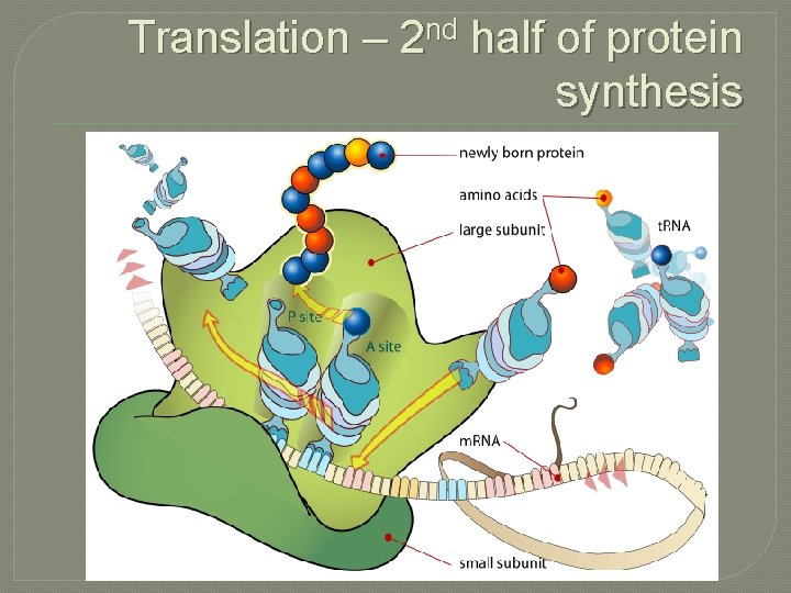 Unit 5 Notes Protein Synthesis Unit 5 Objectives