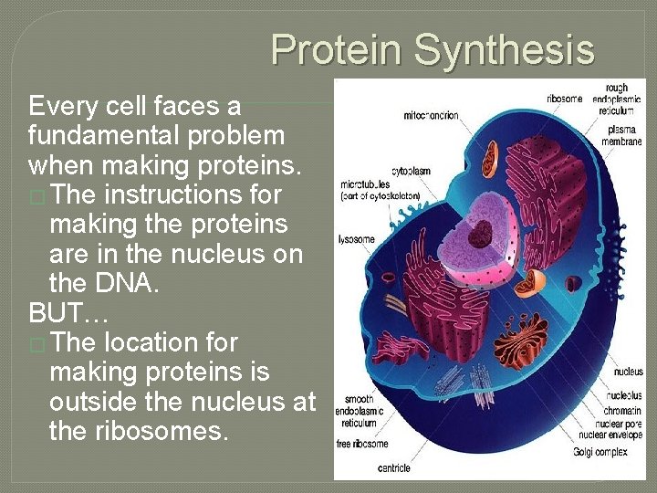 Unit 5 Notes Protein Synthesis Unit 5 Objectives
