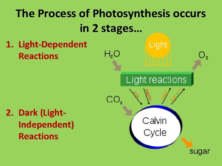 Photosynthesis Why Study Plants The basic food for