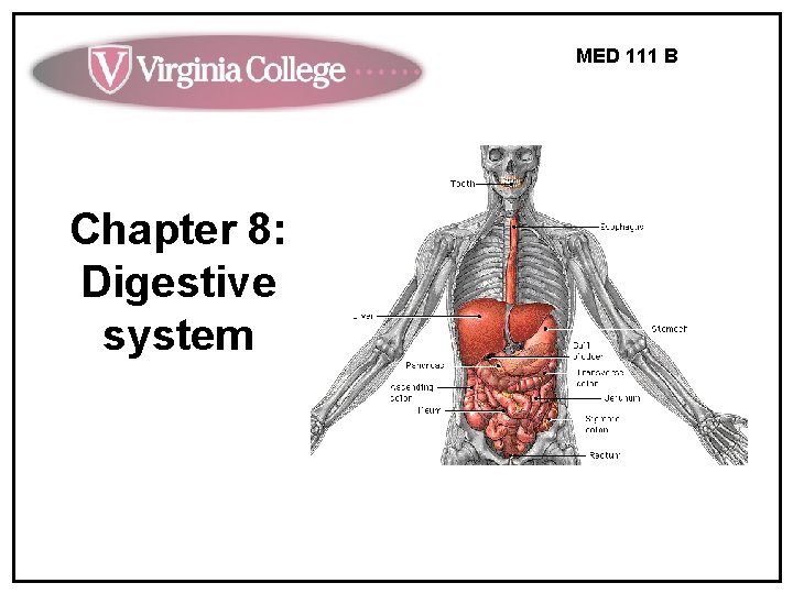 MED 111 B Chapter 8 Digestive system MED