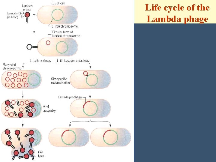 Chapter 9 Genetics of Bacteria and Their Viruses