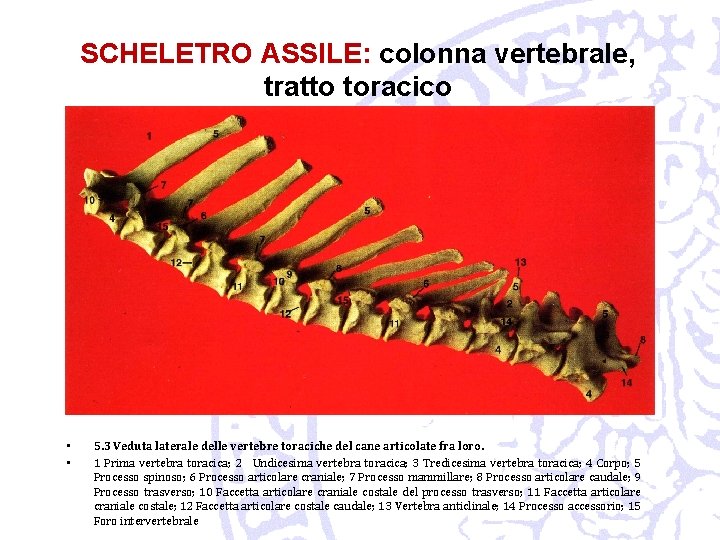 SCHELETRO ASSILE colonna vertebrale SCHELETRO ASSILE colonna vertebrale