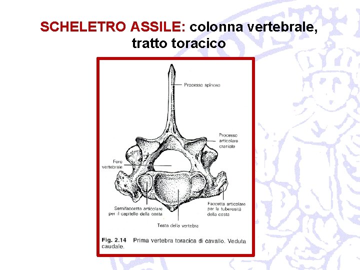 SCHELETRO ASSILE colonna vertebrale SCHELETRO ASSILE colonna vertebrale