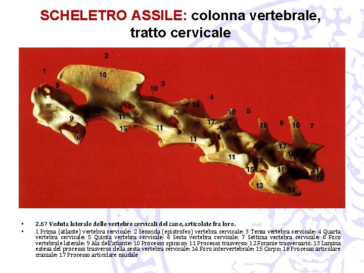 SCHELETRO ASSILE colonna vertebrale SCHELETRO ASSILE colonna vertebrale