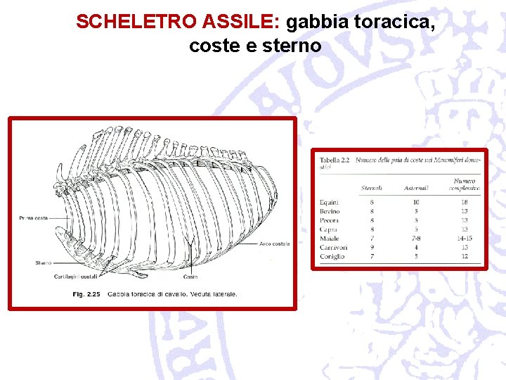 SCHELETRO ASSILE colonna vertebrale SCHELETRO ASSILE colonna vertebrale