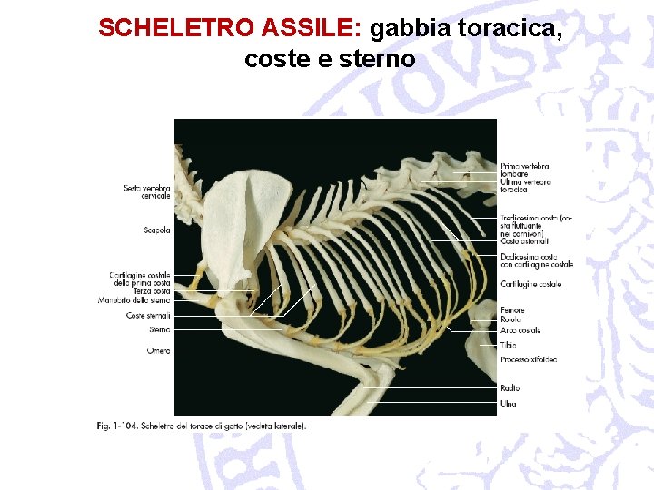 SCHELETRO ASSILE colonna vertebrale SCHELETRO ASSILE colonna vertebrale