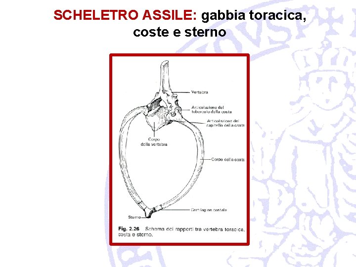 SCHELETRO ASSILE colonna vertebrale SCHELETRO ASSILE colonna vertebrale