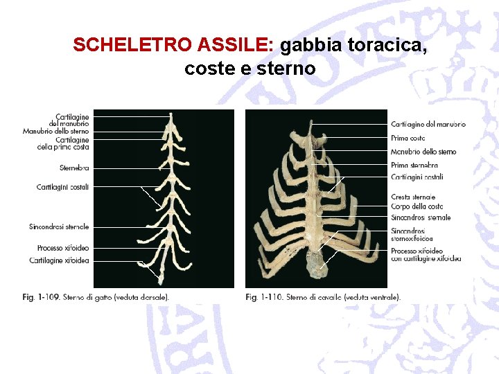SCHELETRO ASSILE colonna vertebrale SCHELETRO ASSILE colonna vertebrale