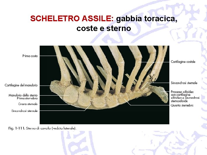 SCHELETRO ASSILE colonna vertebrale SCHELETRO ASSILE colonna vertebrale