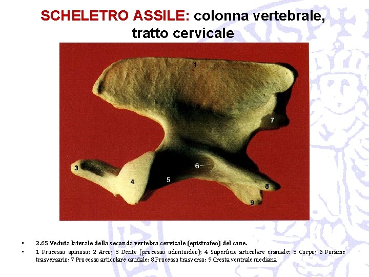 SCHELETRO ASSILE colonna vertebrale SCHELETRO ASSILE colonna vertebrale