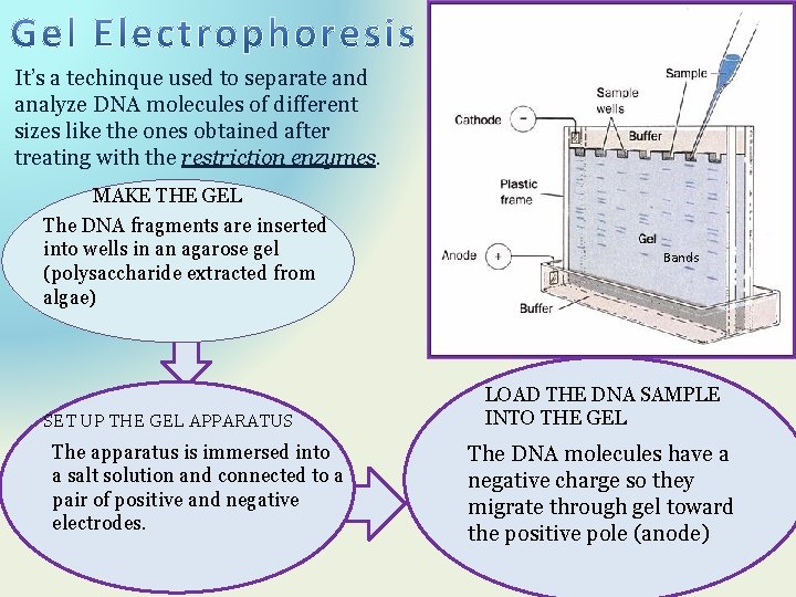 Biotechnologies Recombinant Dna Cloning Gel electrophoresis GMO Human