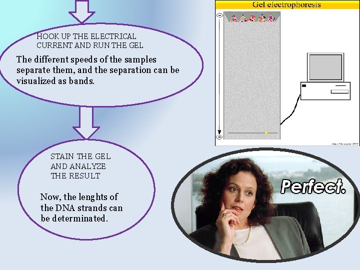 Biotechnologies Recombinant Dna Cloning Gel electrophoresis GMO Human