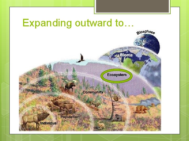 ECOLOGY Introduction Ecology is about Cause and Effect