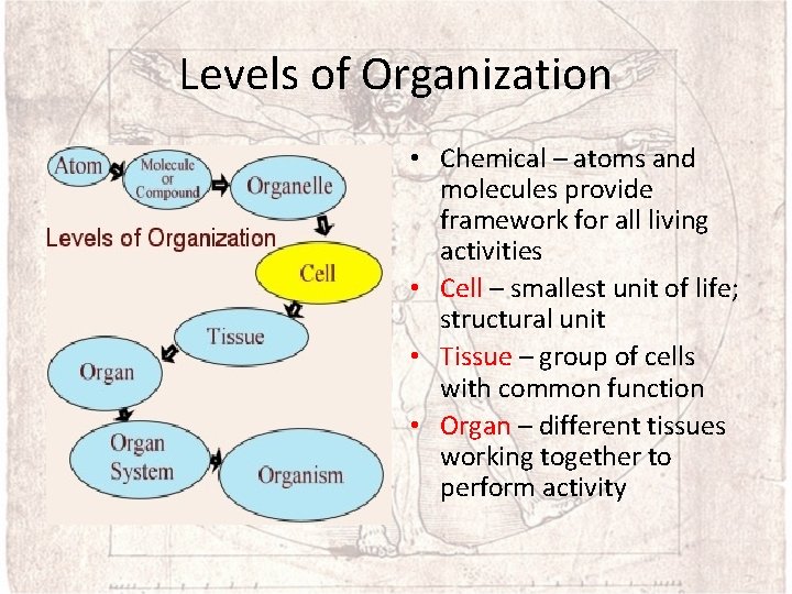 Introduction to Anatomy and Physiology BDay Anatomy 81919