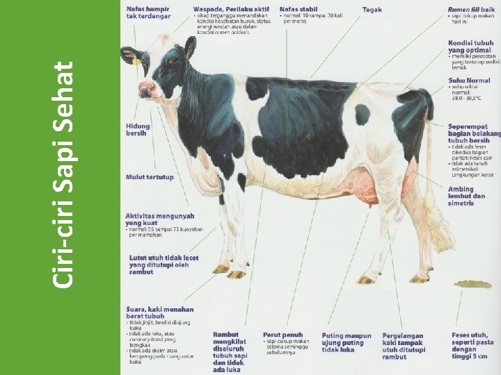 Good Dairy Farming Practices PraktikPraktik Baik Pengelolaan Sapi