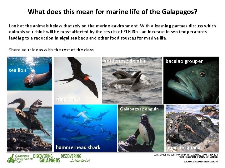 Galapagos Adaptations The Marine Iguana A RESOURCE BROUGHT