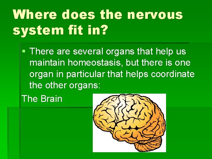 Maintaining A Dynamic Equilibrium Homeostasis What is homeostasis