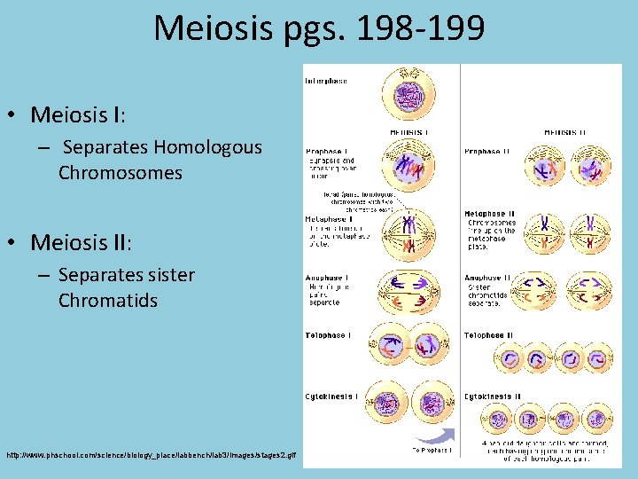 Ch 10 AP Biology Meiosis and Sexual Life