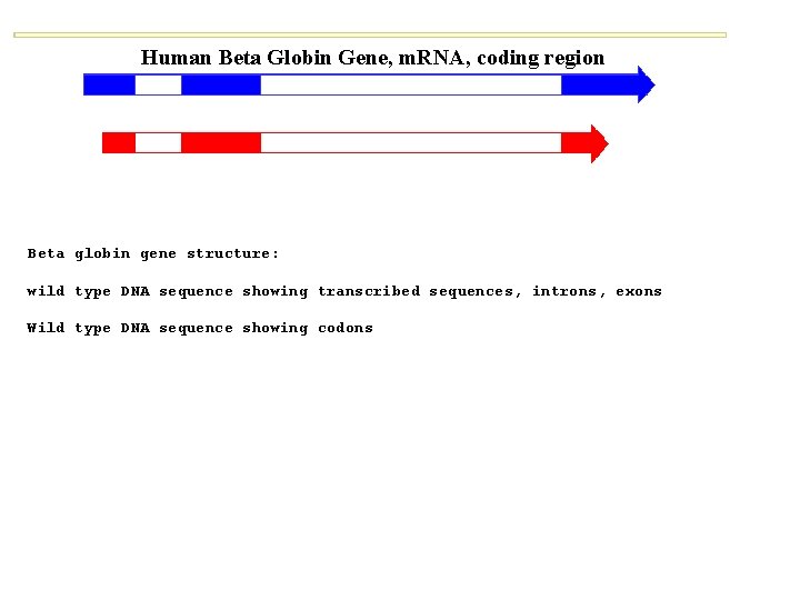 Lecture 5 Topic 3 Human beta globin gene