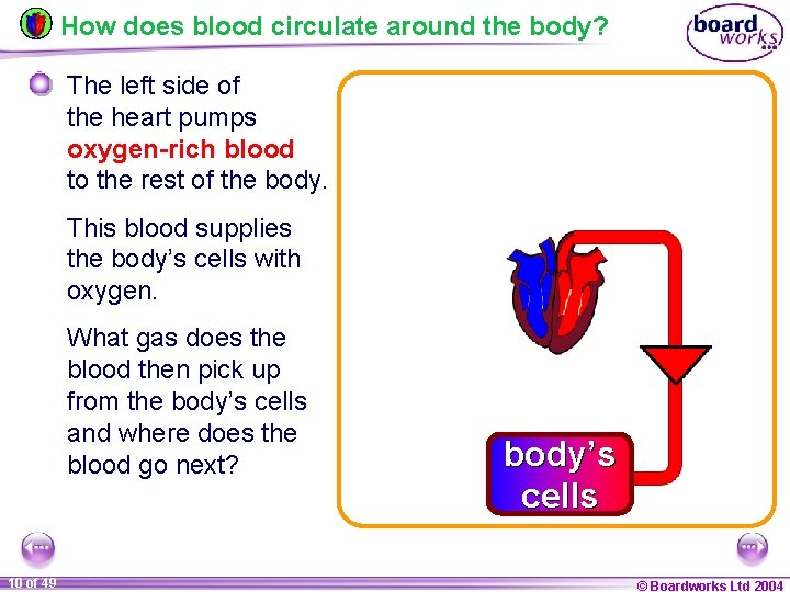 KS 4 Biology The Heart and Circulatory System