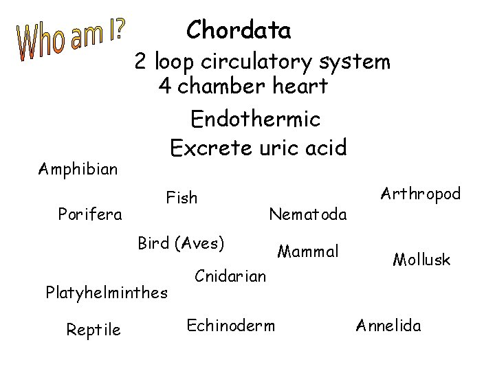 Chordata 2 loop circulatory system 4 chamber heart