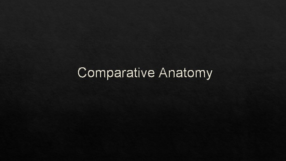 Human Body Systems Homeostasis Bell Ringer Digestion Six