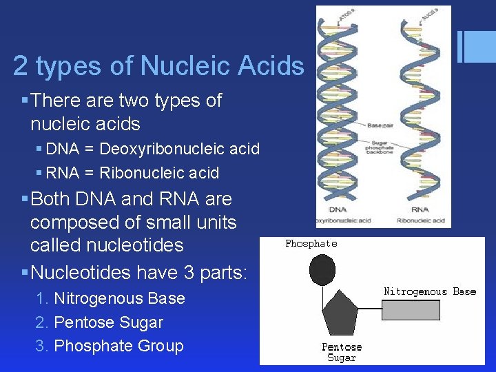 Introduction to DNA and RNA Biology Standards B4