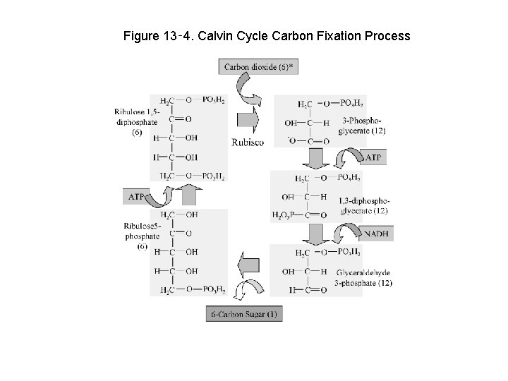 Environmental Biology for Engineers and Scientists D A