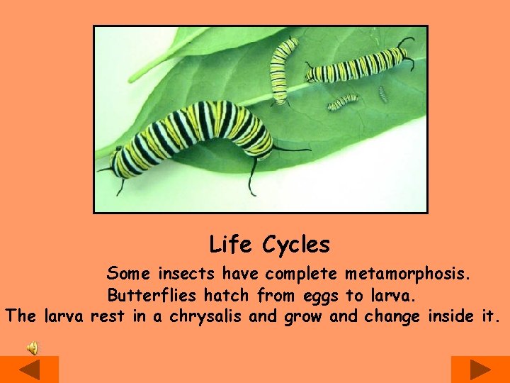 Exploring the World of Insects An accessible book
