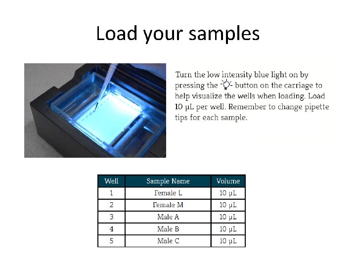 DNA Fingerprinting Mini Lab Learning Objectives Technical Objectives