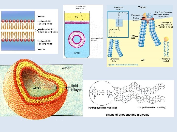 Cell Membrane Review of phospholipid bilayer Monomers of