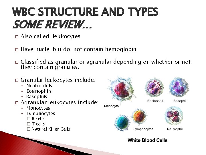 CHAPTER 14 THE CARDIOVASCULAR SYSTEM BLOOD OBJECTIVES List