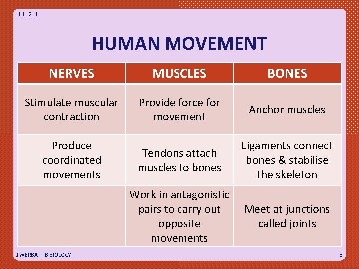 PREPARATION MUSCULOSKELETAL SYSTEM AHL Topic 11 2 IB