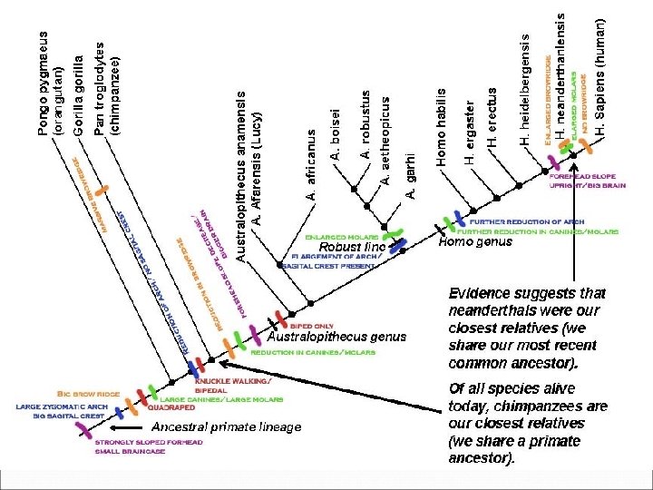 Phylogeny Learning objective To understand how and why