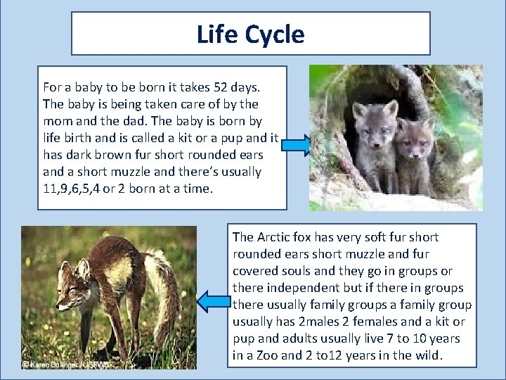 The Arctic Fox By Kaitlyn Hassan Animal Facts