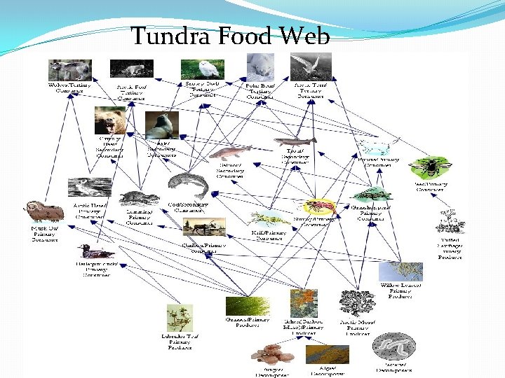Biodiversity Lets get started 20 questions http dsc